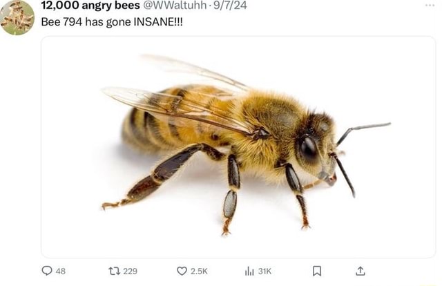 12,000 angry bees @WWaltuhh Bee 794 has gone INSANE!!! 229 - iFunny