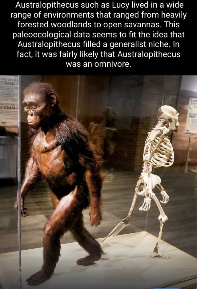 Australopithecus such as Lucy lived in a wide range of environments ...