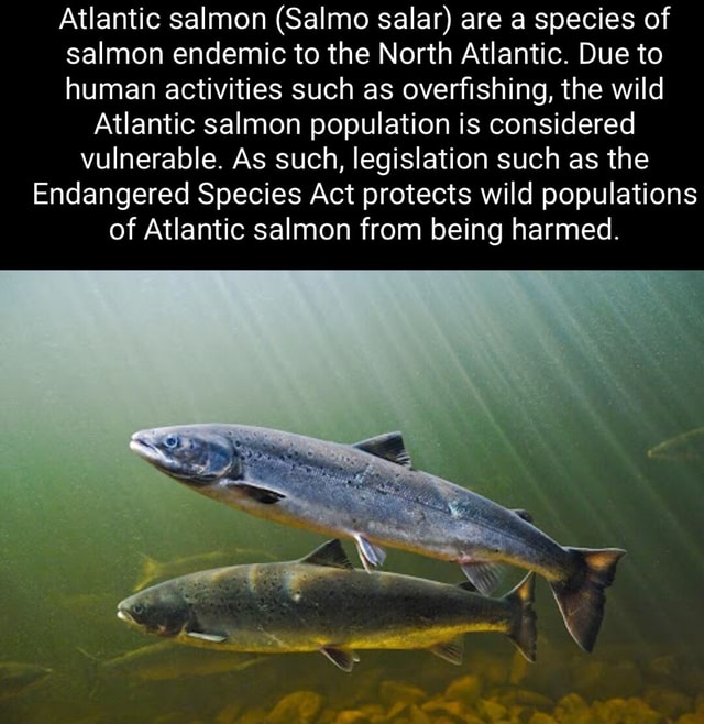 Atlantic salmon (Salmo salar) are a species of salmon endemic to the ...