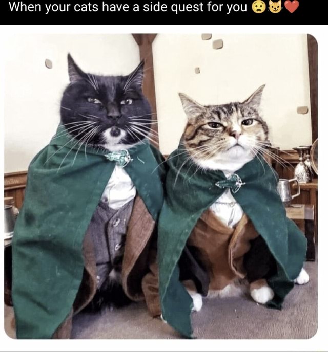 When your cats have a side quest for you - iFunny