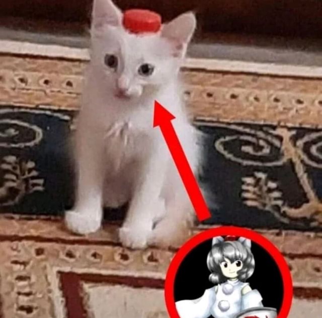 Picture memes bw5RaAX2B by Nazrin: 3 comments - iFunny