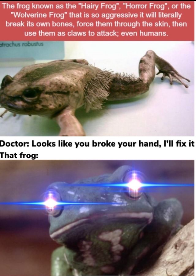 The frog known as the "Hairy Frog", "Horror Frog", or the "Wolverine ...