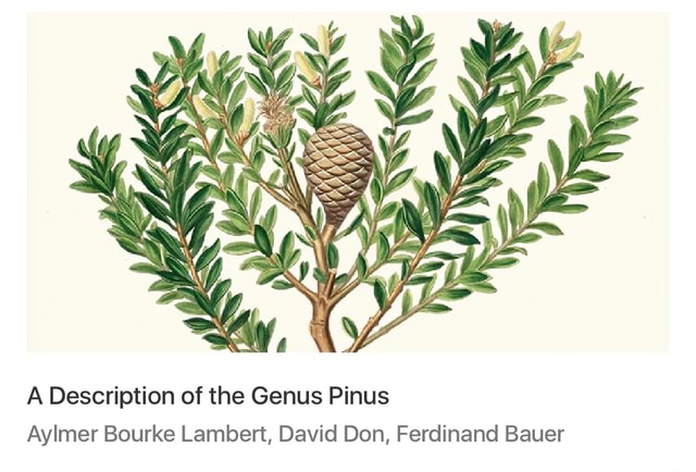 A Description of the Genus Pinus Aylmer Bourke Lambert, David Don ...