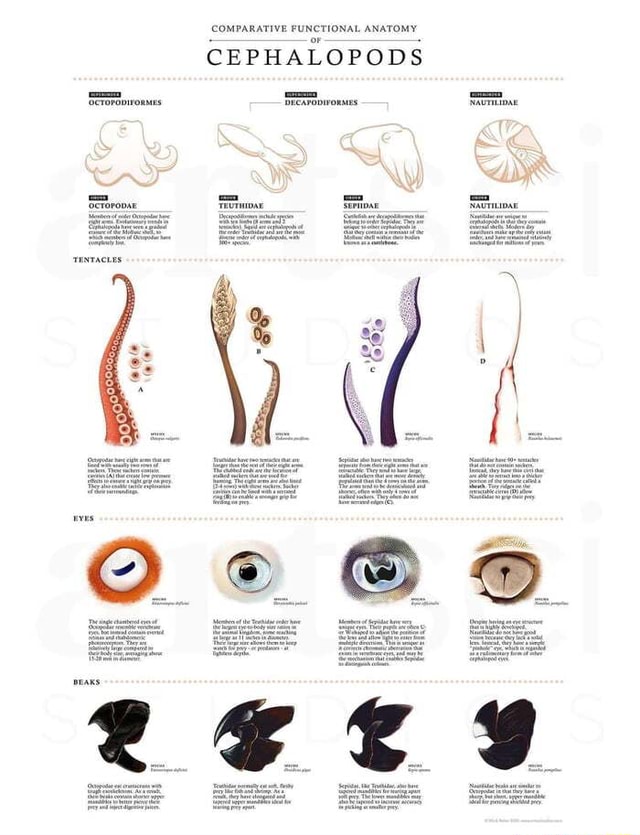 COMPARATIVE FUNCTIONAL, ANATOMY CEPHALOPODS - iFunny