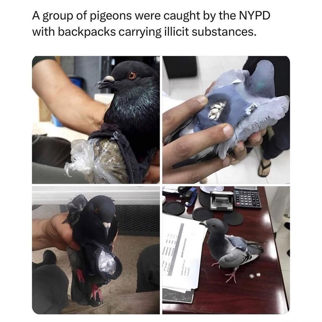 Breaking bird - A group of pigeons were caught by the NYPD with ...