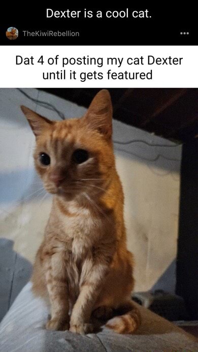 Dexter is a cool cat. thekiwirebellion Dat 4 of posting my cat Dexter ...