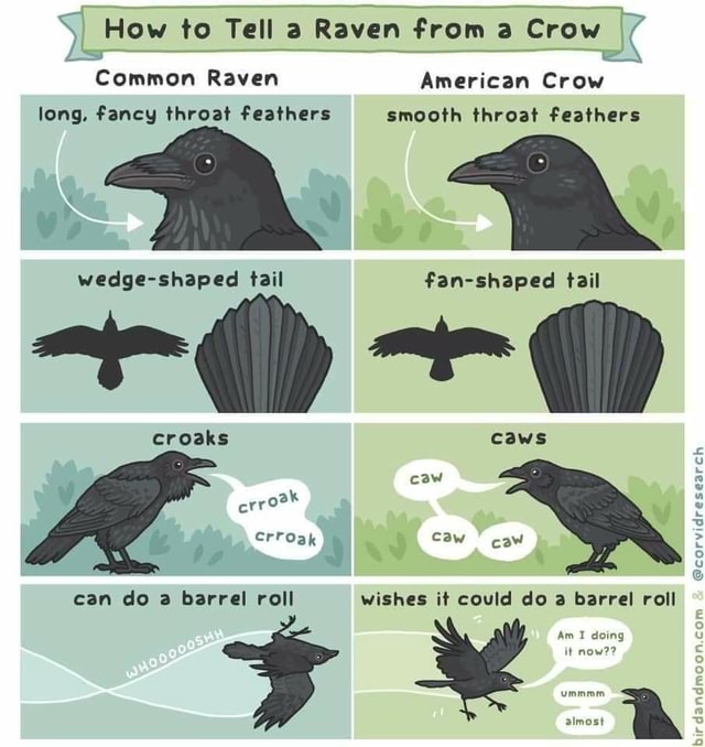 How to Tell a Raven from a Crow Common Raven American Crow long, fancy ...
