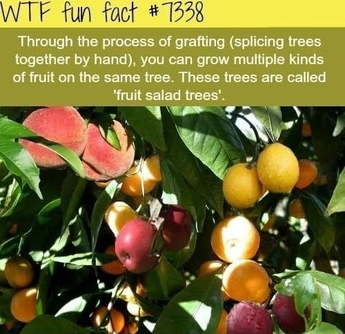 Tun tact Through the process of grafting (splicing trees together by ...