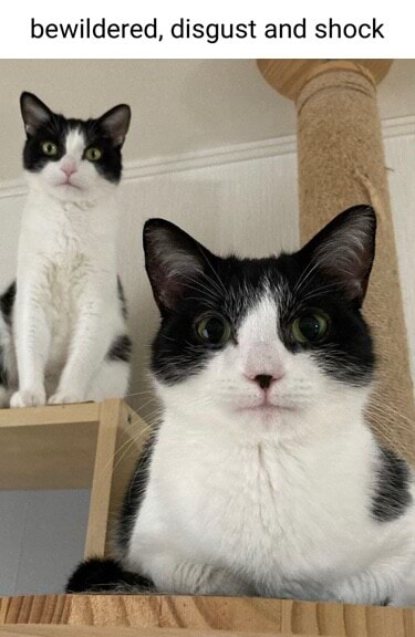 Bewildered, disgust and shock I - iFunny