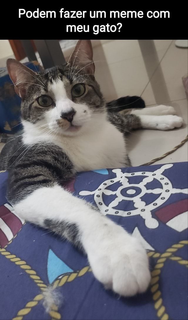 Podem fazer um meme com meu gato? - iFunny