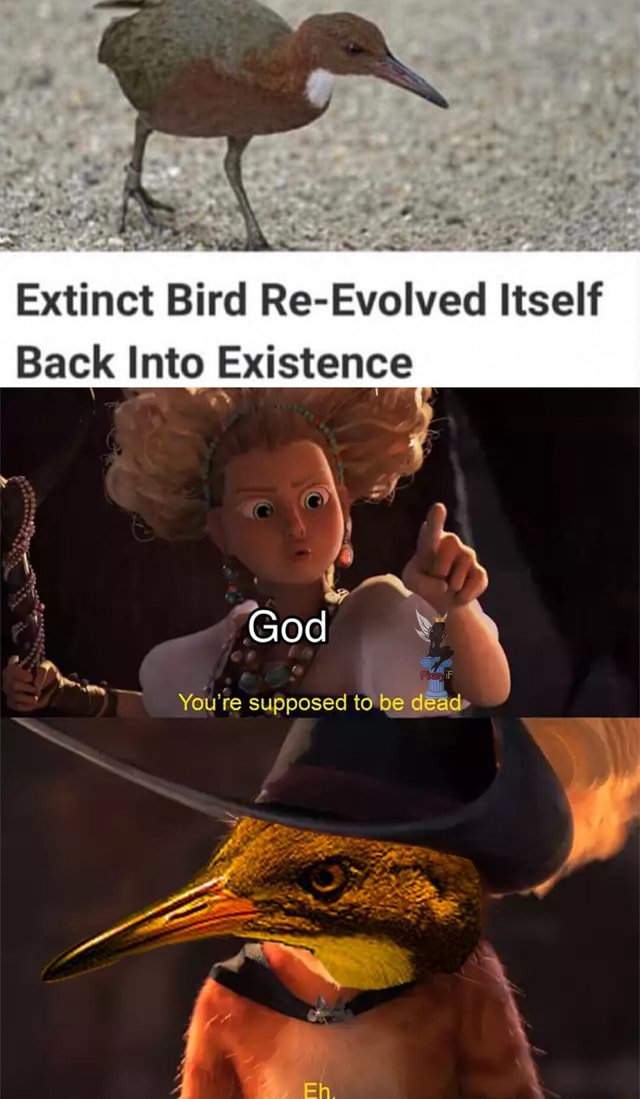 Back In Extinct Bird Re-Evolved Existence Itself God You're supposed to ...