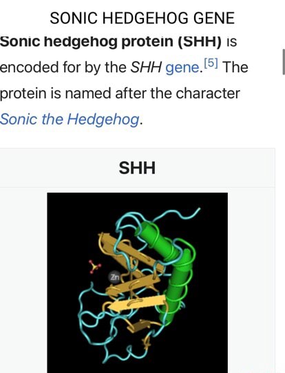 SONIC HEDGEHOG GENE Sonic hedgehog protein (SHH) Is encoded for by the ...