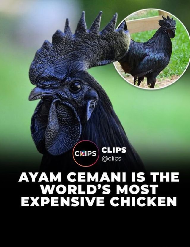 CLIPS @clips AYAM CEMANI IS THE WORLD'S MOST EXPENSIVE CHICKEN ...