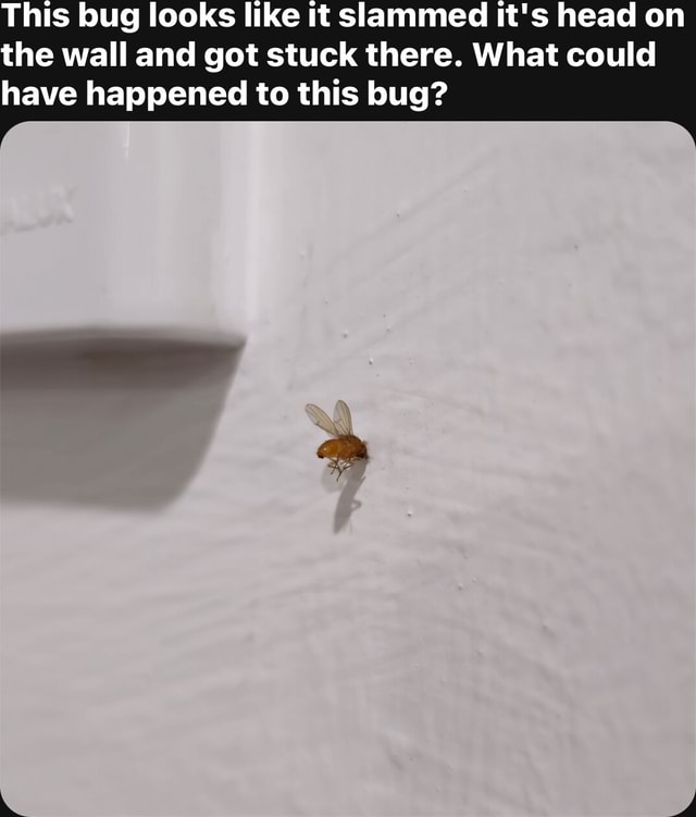 This bug looks like it slammed it's head on the wall and got stuck ...