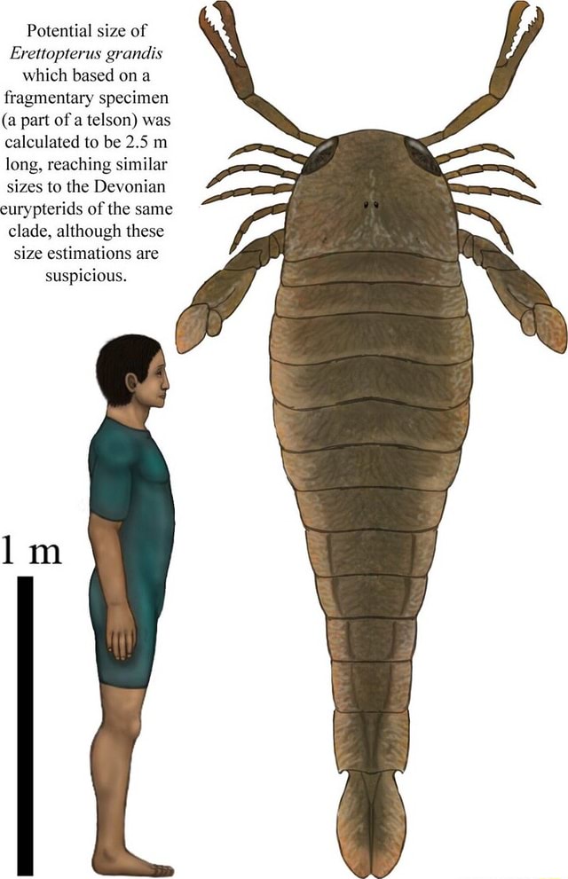 Potential size of Erettopterus grandis which based on a fragmentary ...