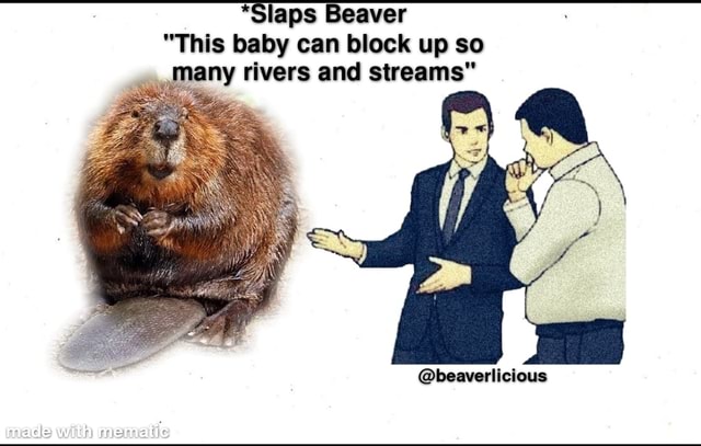Slaps Beaver "This baby can block up so any rivers and streams ...