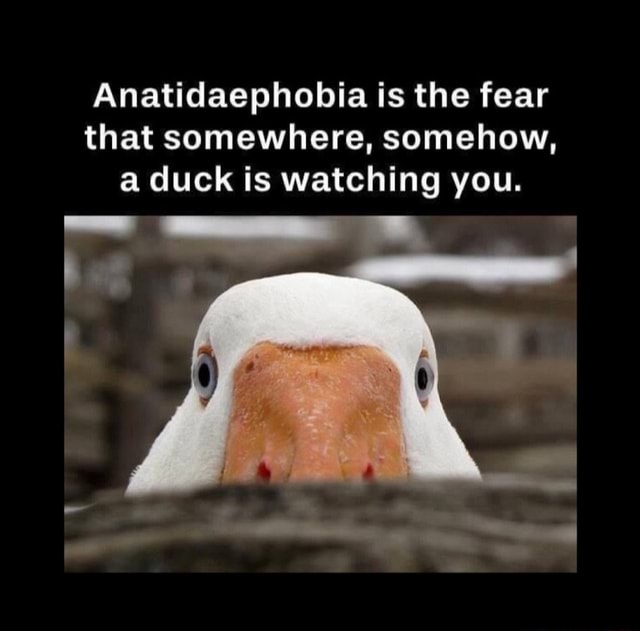 Anatidaephobia is the fear that somewhere, somehow, a duck is watching ...