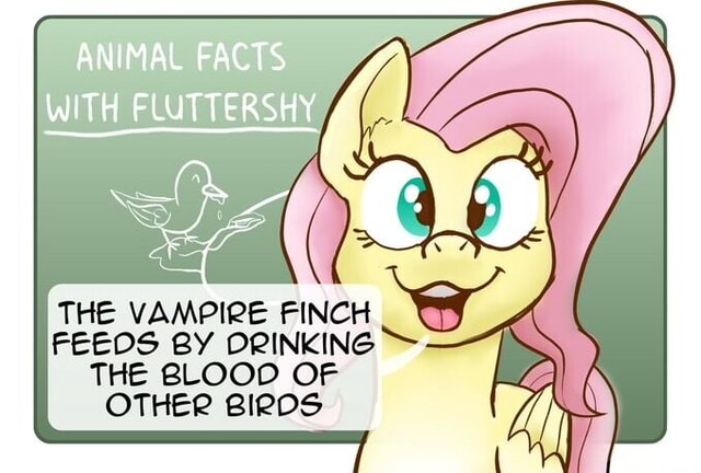 ANIMAL FACTS WITH ELUTTERSHY 'THE VAMPIRE FINCH FEEDS DRINKING ~ THE ...