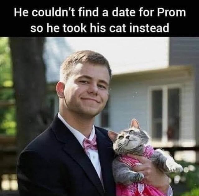 Small dump of cat memes to brighten your day! - He couldn't find a date ...