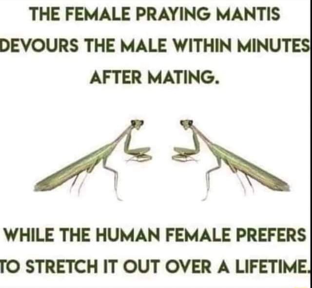 THE FEMALE PRAYING MANTIS DEVOURS THE MALE WITHIN MINUTE AFTER MATING ...