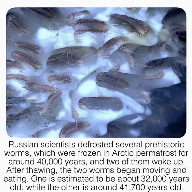 Russian scientists defrosted several prehistoric worms, which were ...