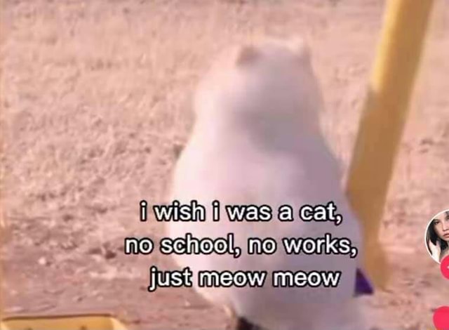 I wish was a Cat, no school, no works, just meow meow - iFunny