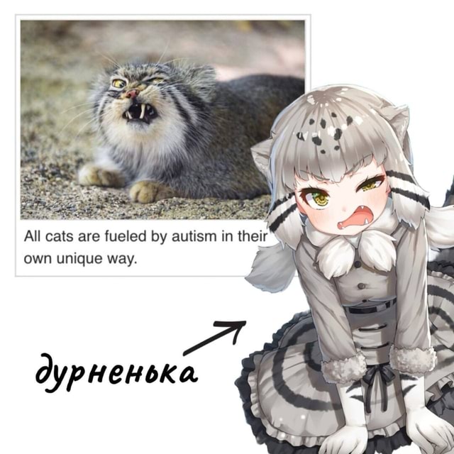 All cats are fueled by autism in th own unique way. OypHeHoK - iFunny