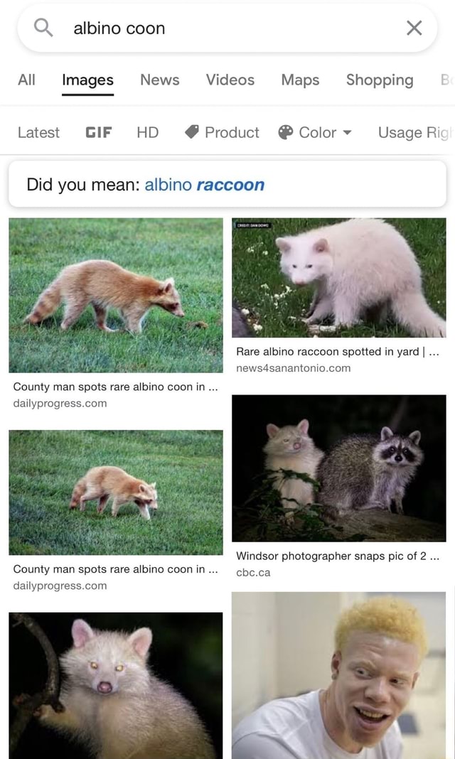 Albino coon All Images News Videos Maps Shopping Latest GIF HD @Product ...