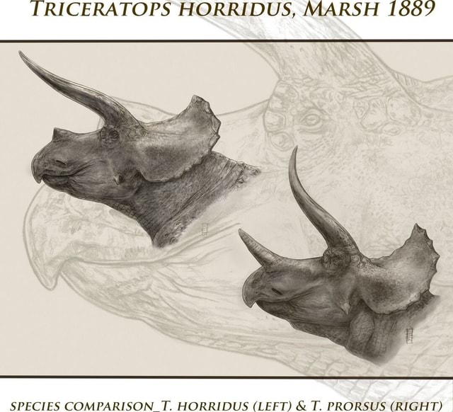 TRICERATOPS HORRIDUS, MARSH 1559 SPECIES COMPARISON T. HORRIDUS (LEFT ...