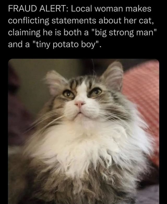 FRAUD ALERT: Local woman makes conflicting statements about her cat ...