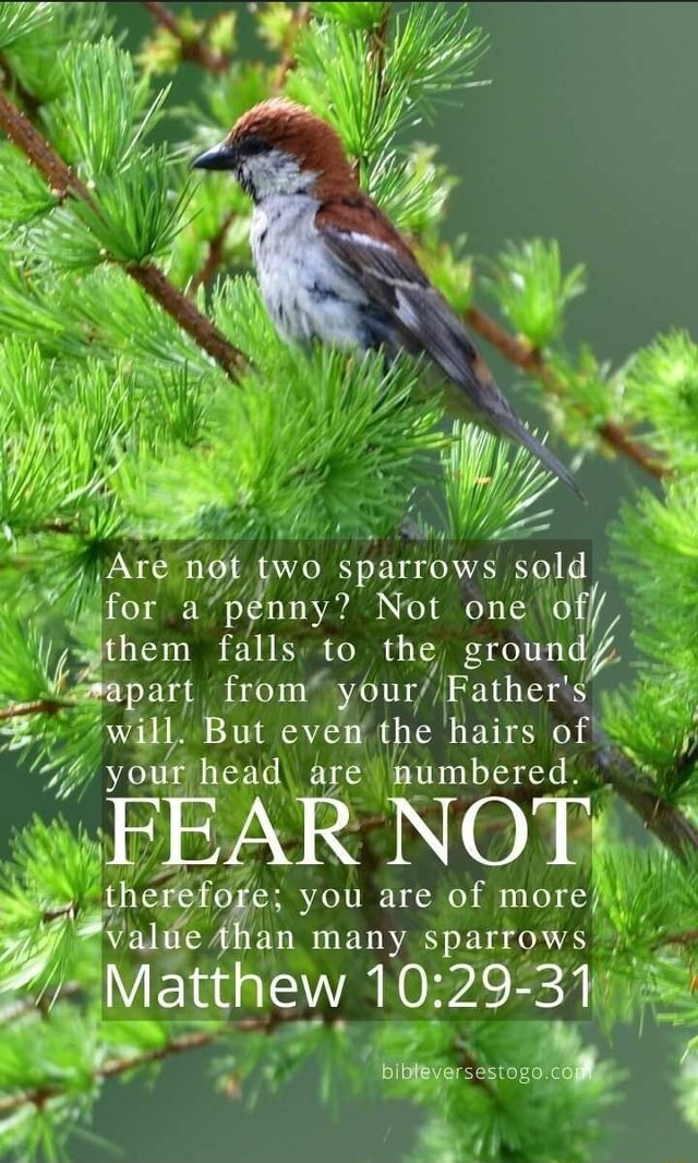 Are two sparrows sold for "penny? Not one of them falls to the ground ...