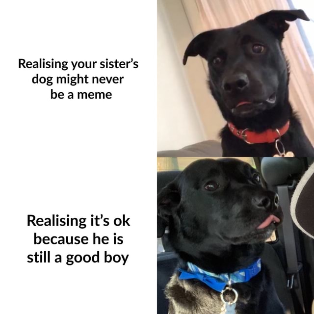 Realising your sister’s dog might never be a meme Realising it’s ok ...