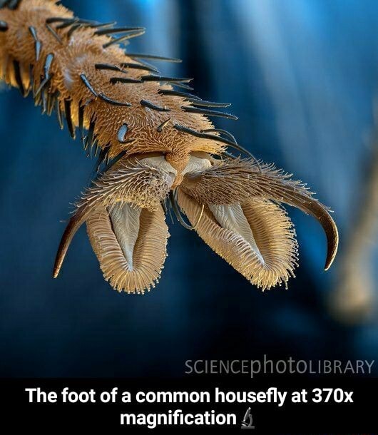 SCIENCEDHOtOLIBRARY The foot of a common housefly at 370x magnification ...