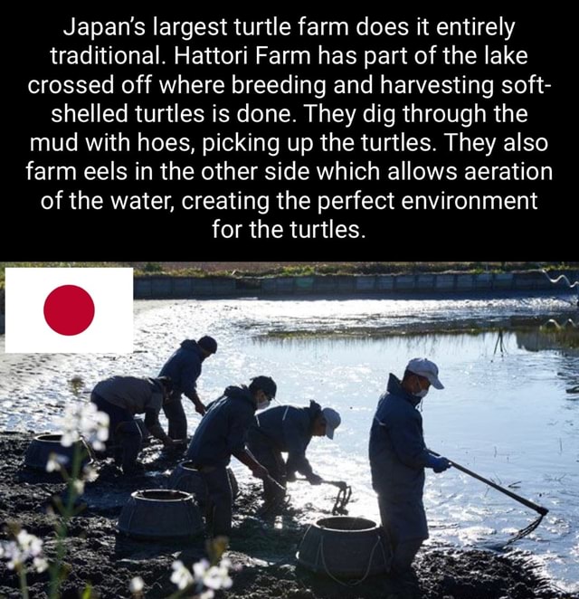 Japan's largest turtle farm does it entirely traditional. Hattori Farm ...