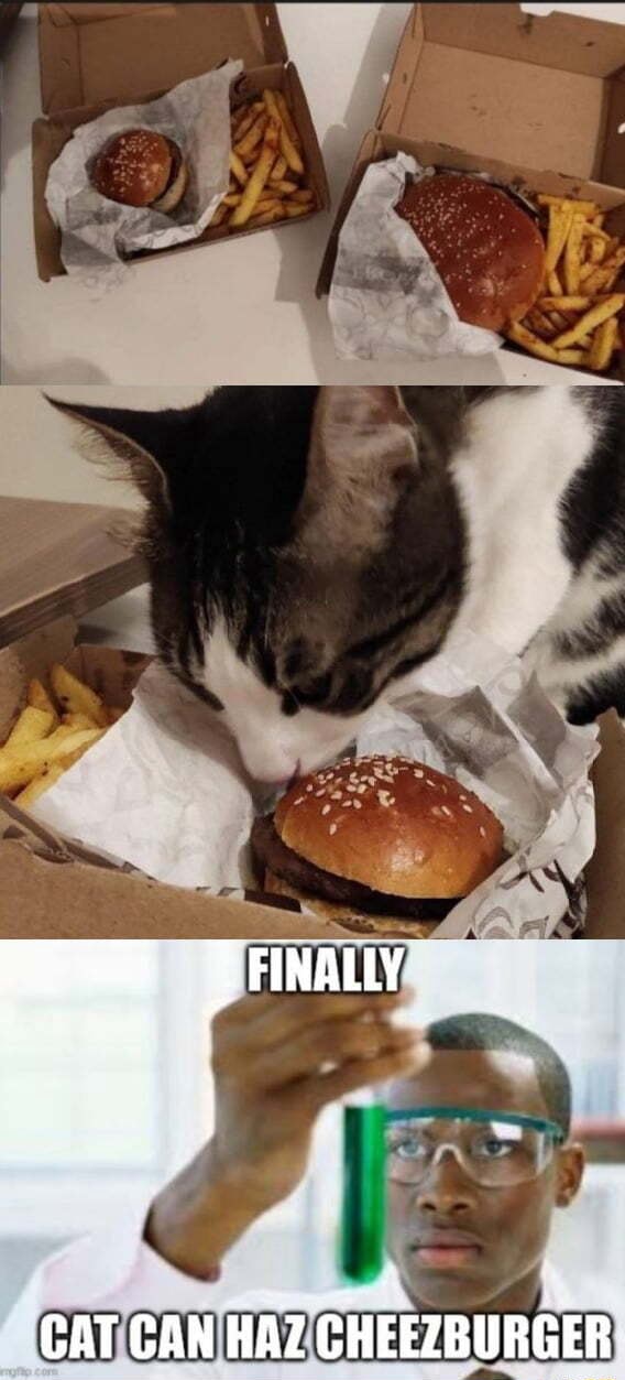 FINALLY CAT CAN HAZ CHEEZBURGER - iFunny