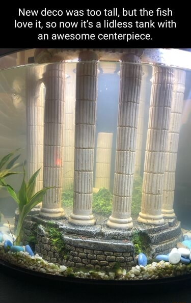 New deco was too tall, but the fish love it, so now it's a lidless tank ...