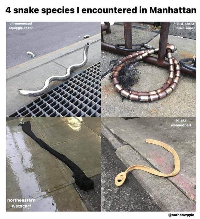 Snake species I encountered in Manhattan ehramorsscd northeastern ...