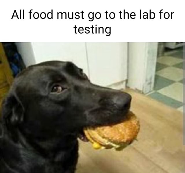 All food must go to the lab for testing - iFunny