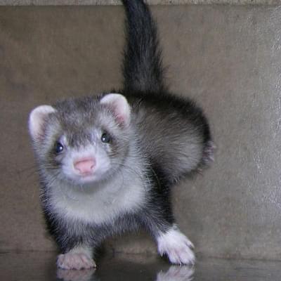 White Footed Sable Ferret