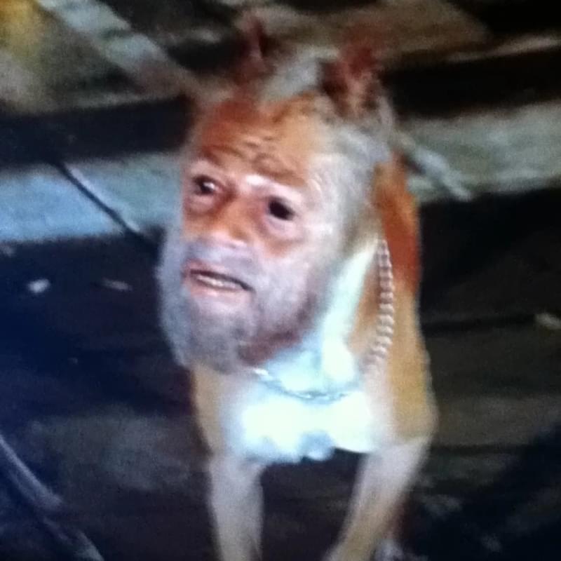 Invasion Of The Body Snatchers Dog