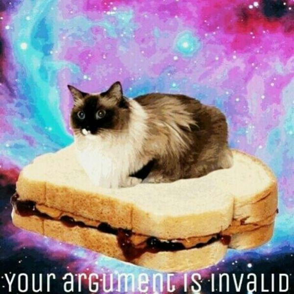 Your Argument Is Invalid Meme Cat