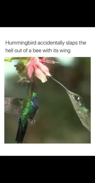 Hummingbird memes. Best Collection of funny hummingbird pictures on iFunny