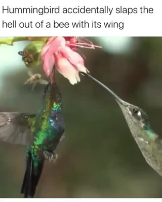 Hummingbird memes. Best Collection of funny hummingbird pictures on iFunny