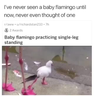 Flamingo memes. Best Collection of funny flamingo pictures on iFunny