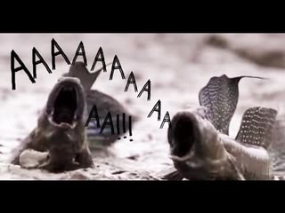 Mudskipper memes. Best Collection of funny mudskipper pictures on iFunny
