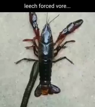 Leech memes. Best Collection of funny leech pictures on iFunny