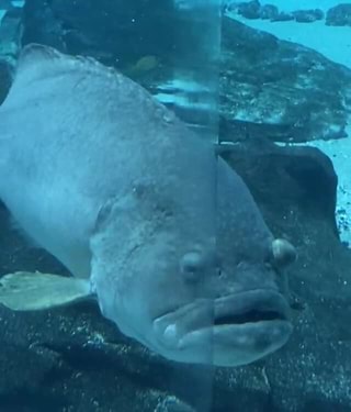 Grouper memes. Best Collection of funny grouper pictures on iFunny