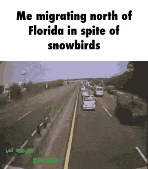 Snowbird memes. Best Collection of funny snowbird pictures on iFunny