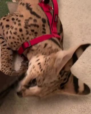 Serval memes. Best Collection of funny serval pictures on iFunny