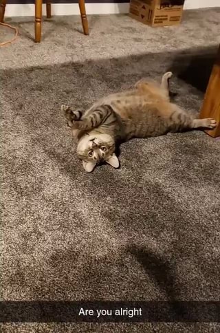 Kitkat memes. Best Collection of funny kitkat pictures on iFunny